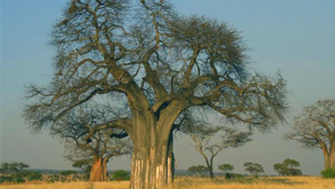مستقبل شجرة "الباوباب" - رفقاً بأرضنا