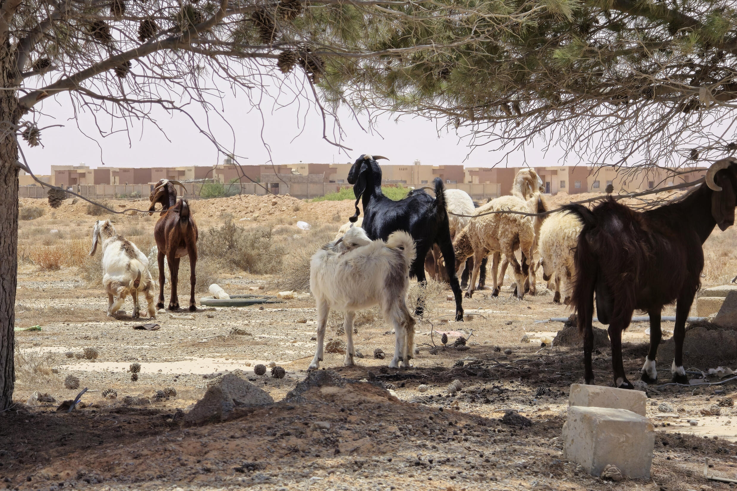 تداعيات تغير المناخ تضرب منطقة ليبية كانت معروفة بخصوبتها
