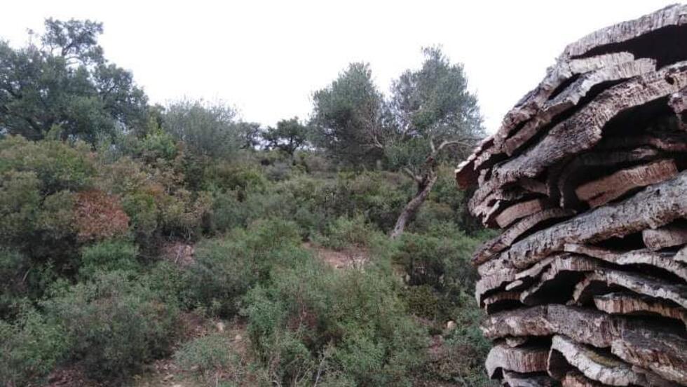 تونس: مشاريع لحماية الغابات وتوفير فرص للعمل بمشاركة السكان المحليين ...