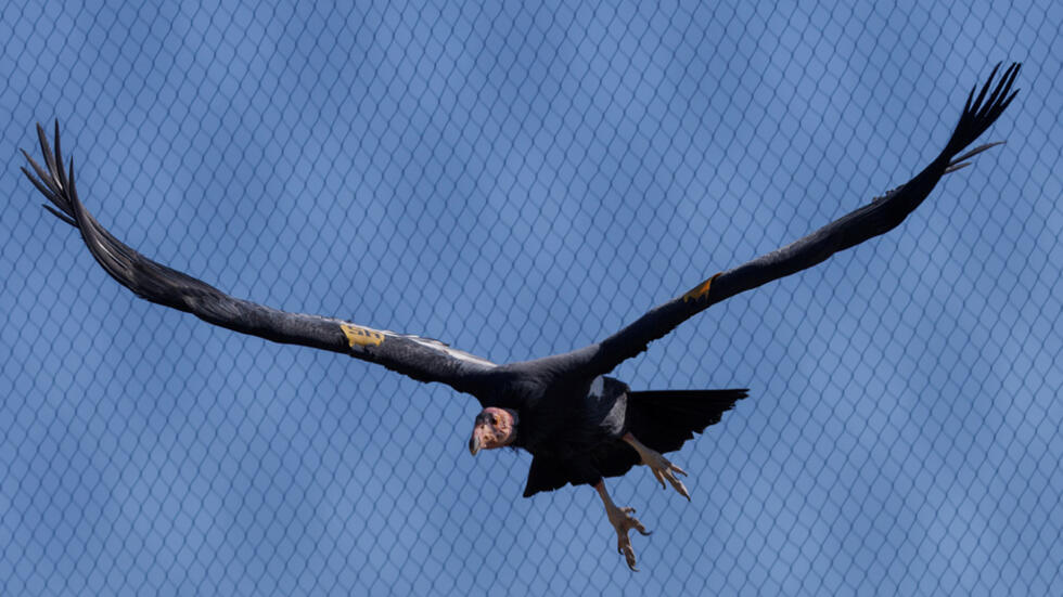 دراسة: نسور الكندور الأمريكية المعرضة لخطر الانقراض يمكنها أن تتكاثر ...